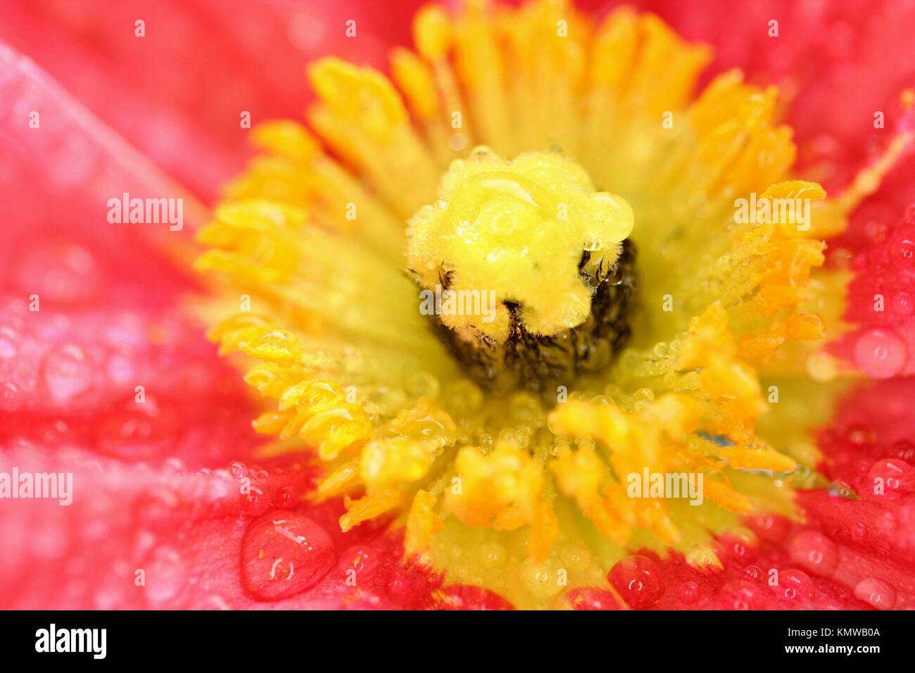 Yellow iceland poppy papaver nudicaule hi-res stock photography and ...