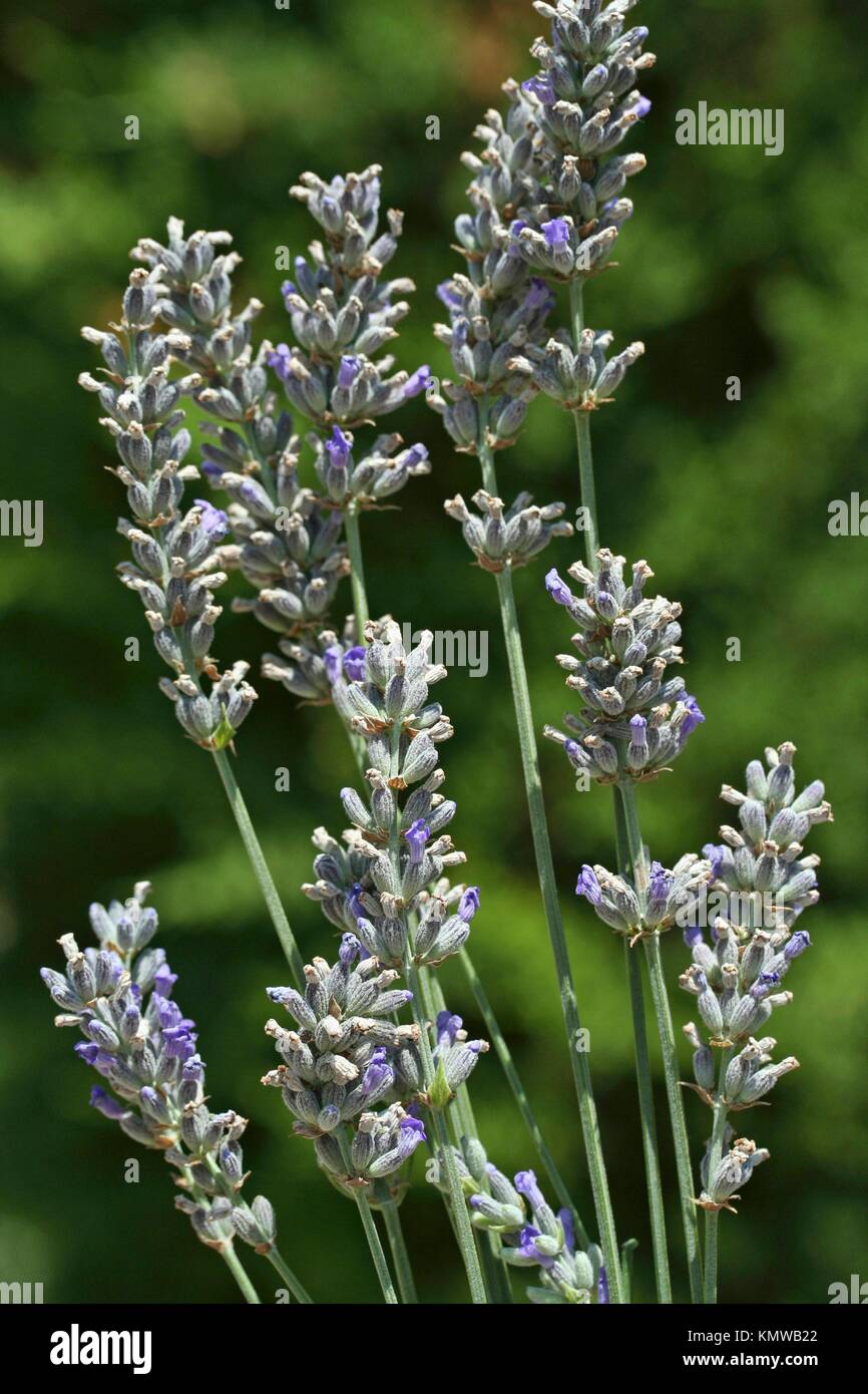 Lavender officinalis hi-res stock photography and images - Alamy