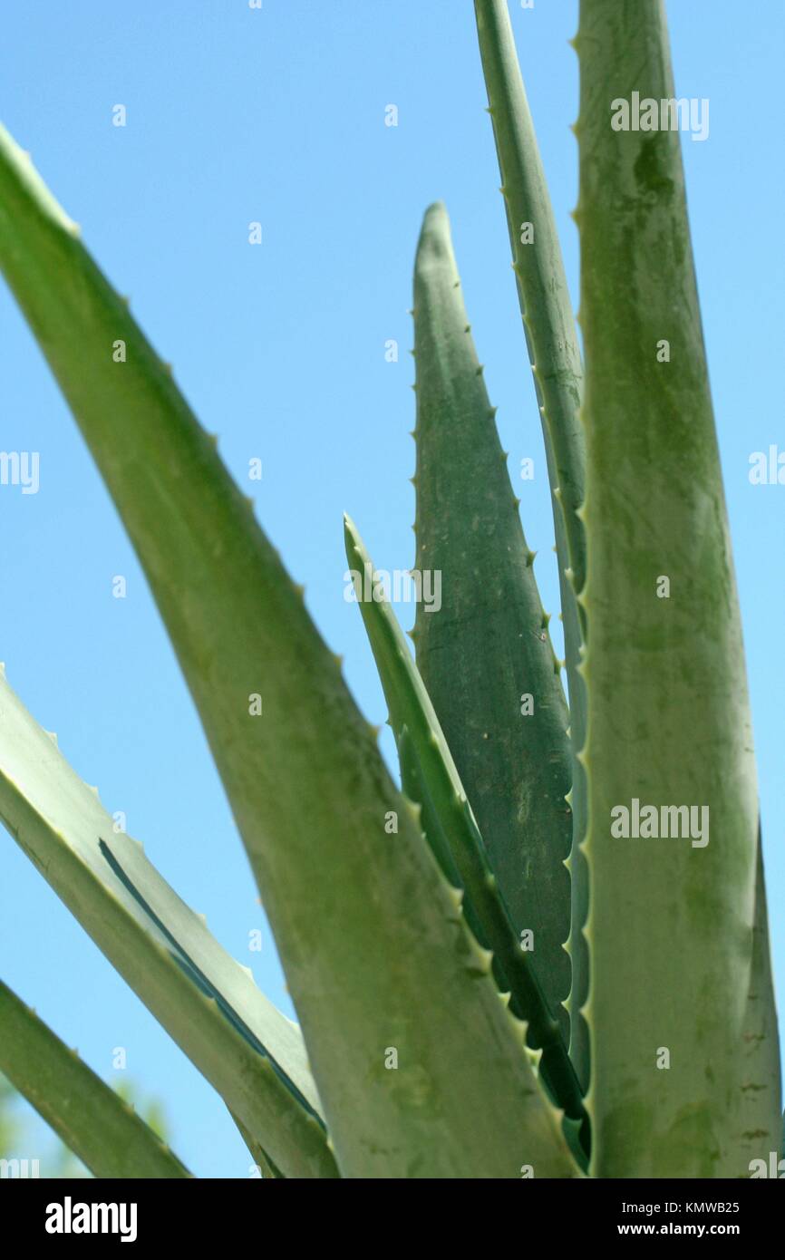 Burn plant hi-res stock photography and images - Alamy