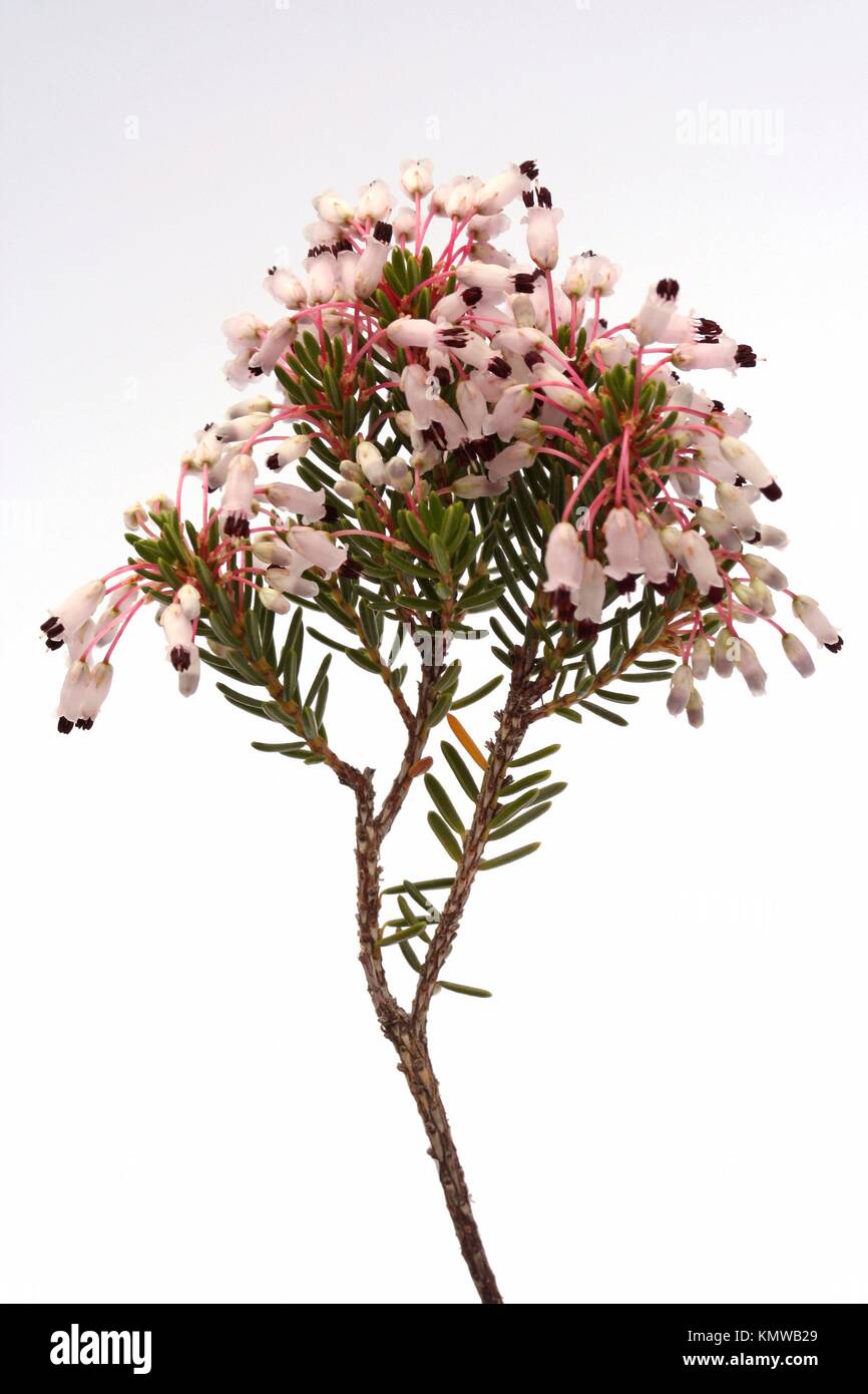 Erica herb hi-res stock photography and images - Alamy