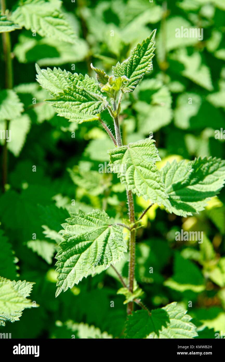 Detail Close Up Stinging Nettle High Resolution Stock Photography and ...