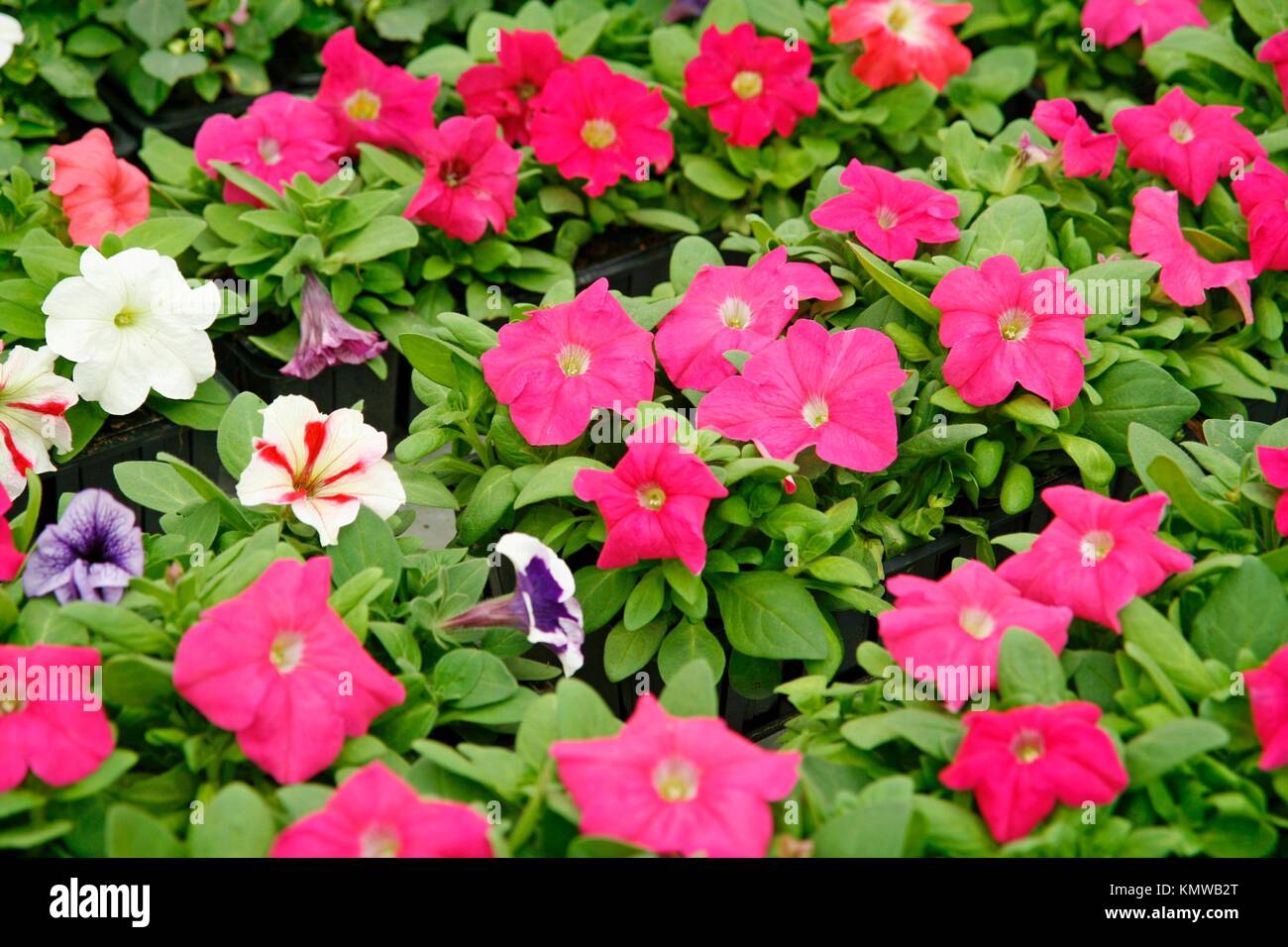 Multiflora petunias hi-res stock photography and images - Alamy