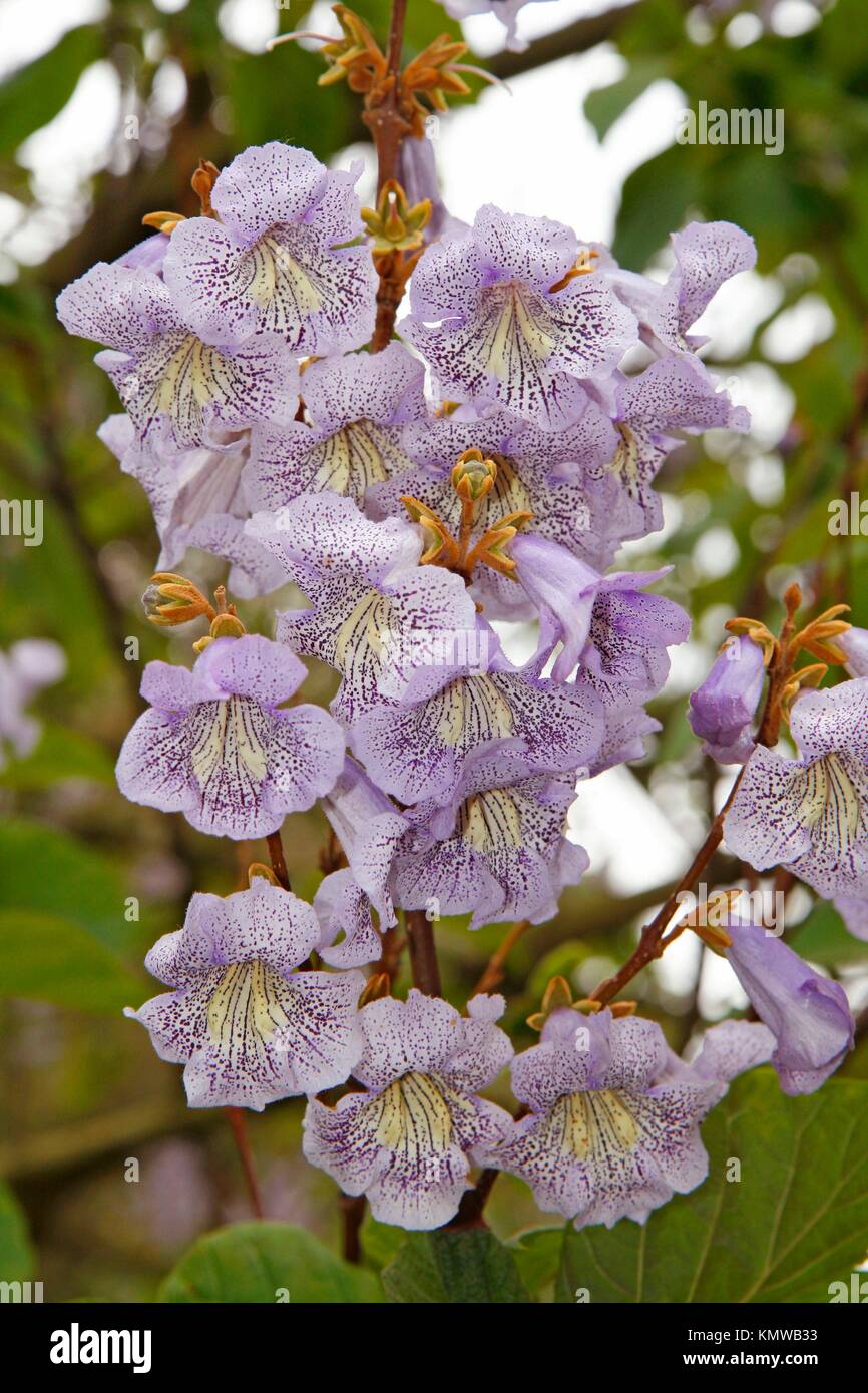 Paulownia hi-res stock photography and images - Alamy