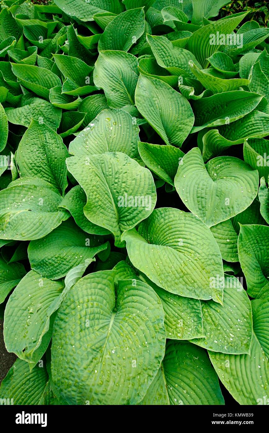 Royal Botanic Gardens Kew in Richmond, London, England Hosta sp Stock ...