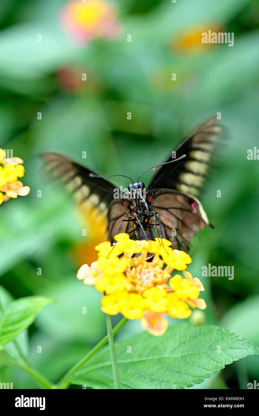 Parides sp hi-res stock photography and images - Alamy