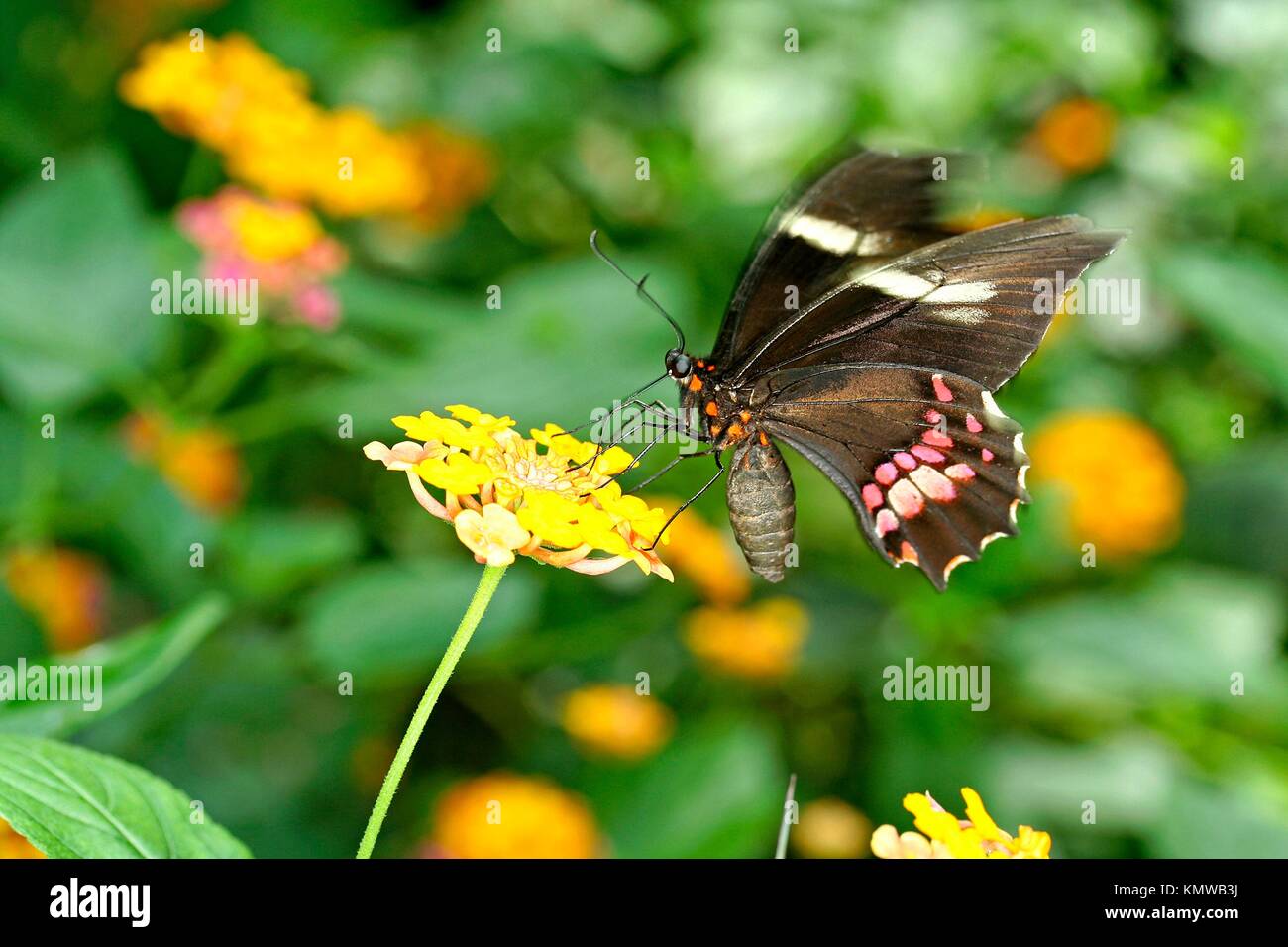 Parides sp hi-res stock photography and images - Alamy