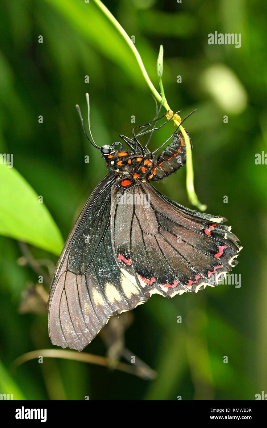 Parides sp hi-res stock photography and images - Alamy