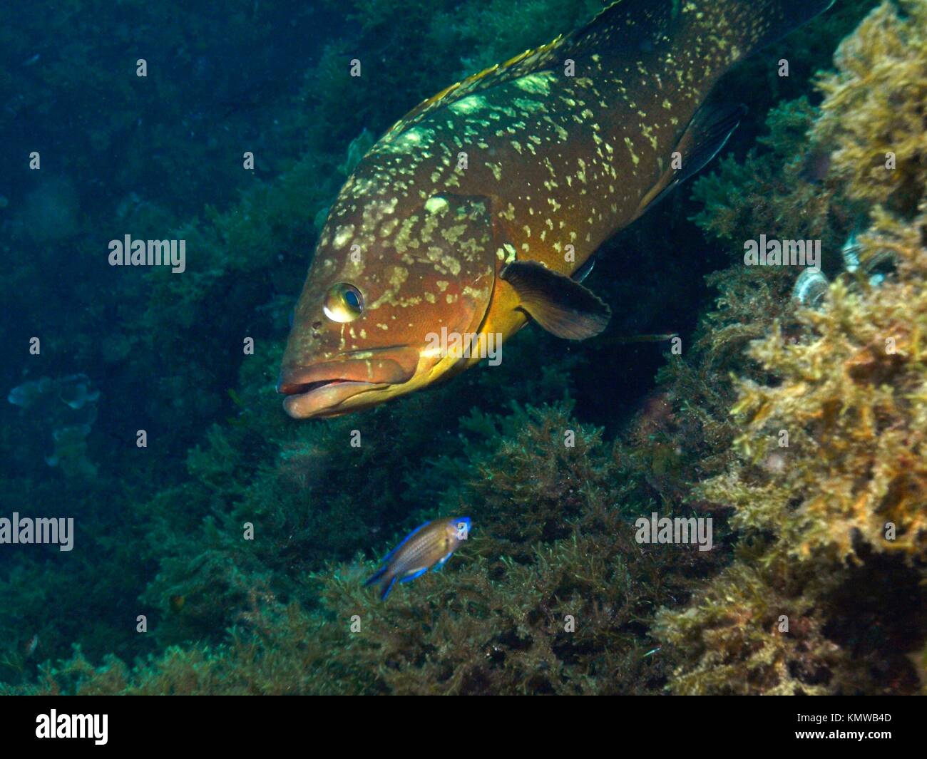 Mero Grouper High Resolution Stock Photography and Images - Alamy