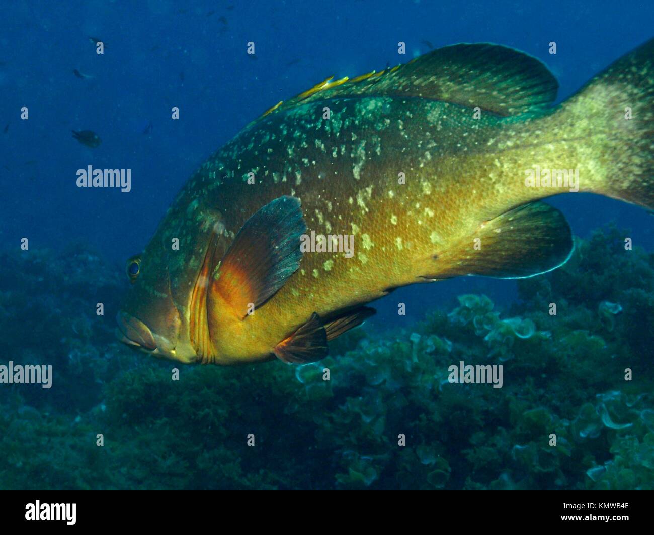 Grouper Eye High Resolution Stock Photography and Images - Alamy