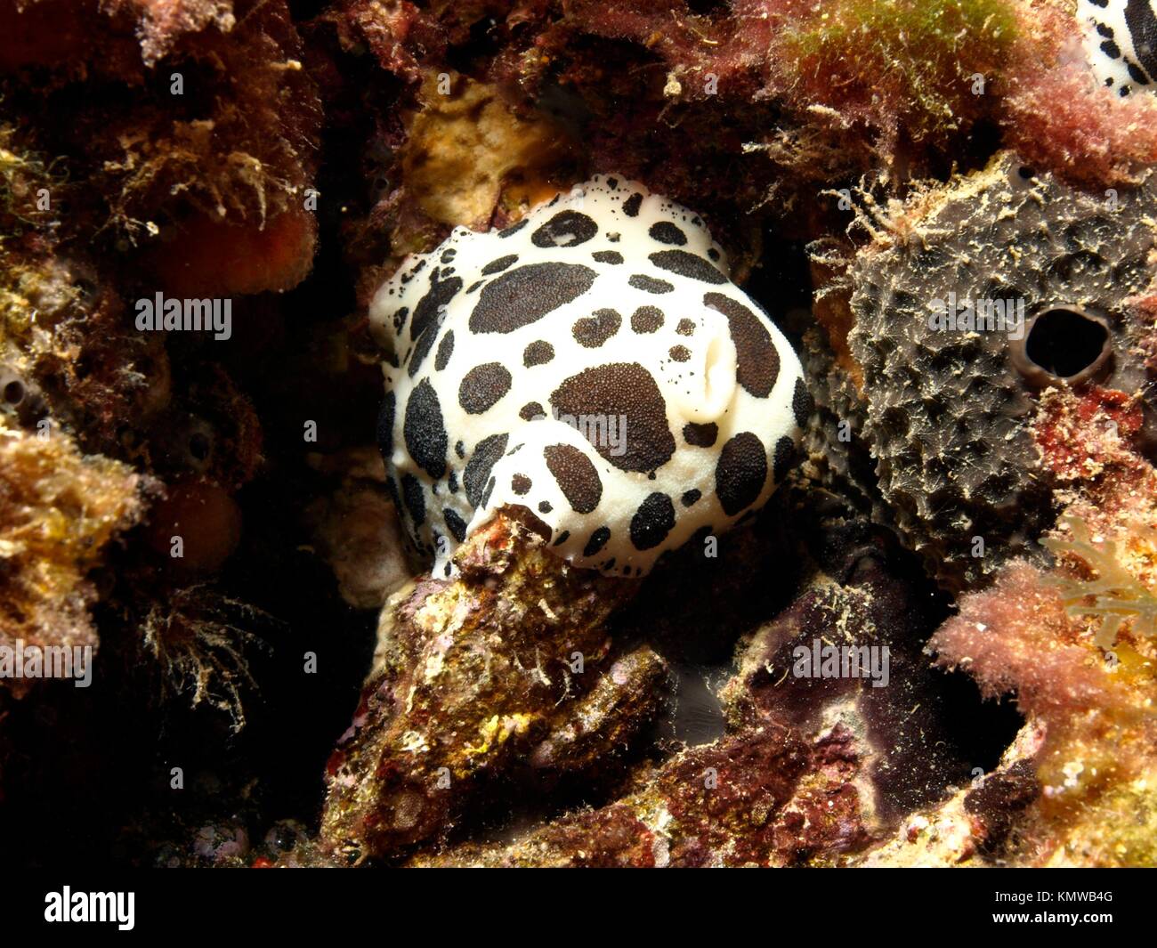 Red sea nudibranch hi-res stock photography and images - Alamy