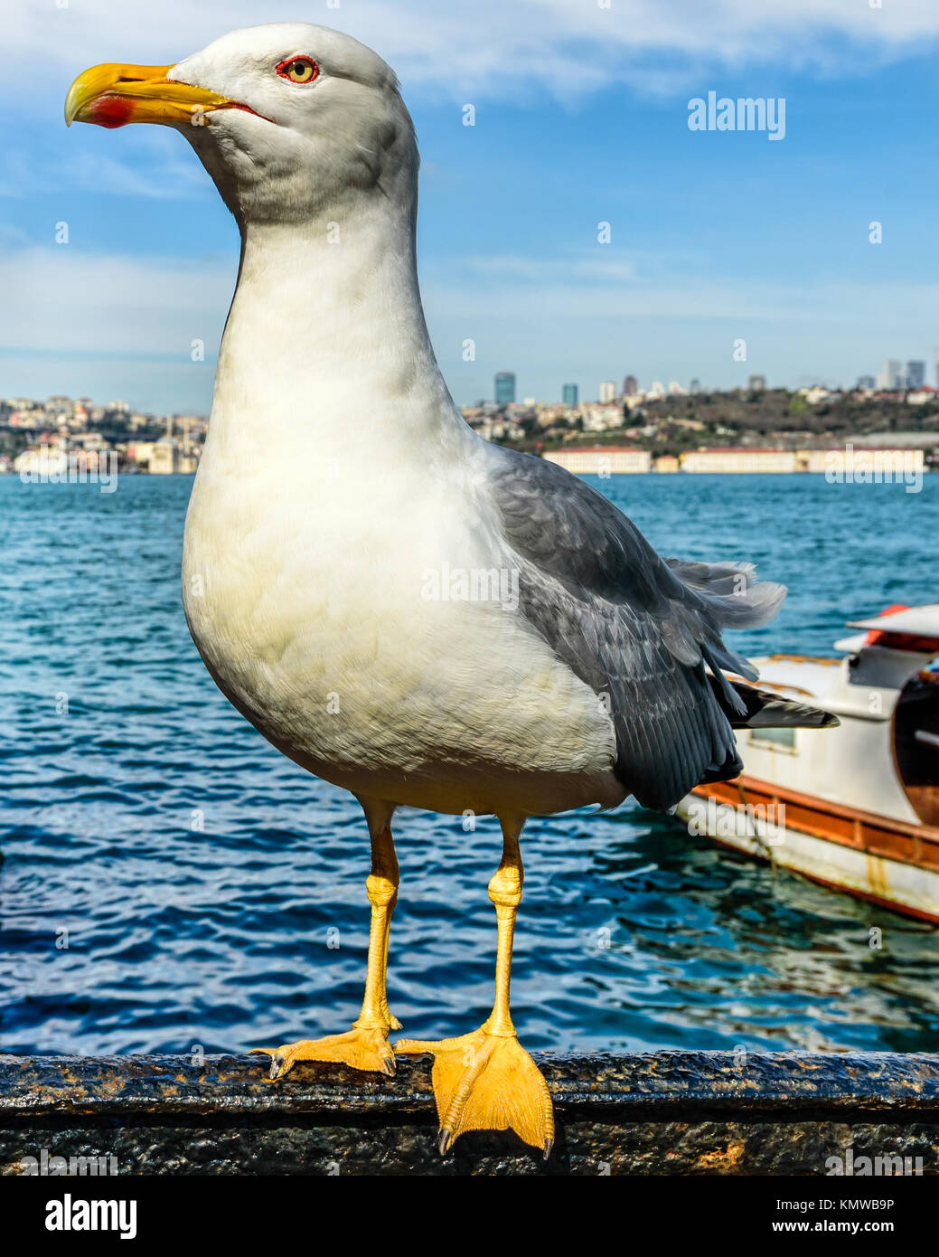 Friendly seagull posing for a good close-up Stock Photo - Alamy