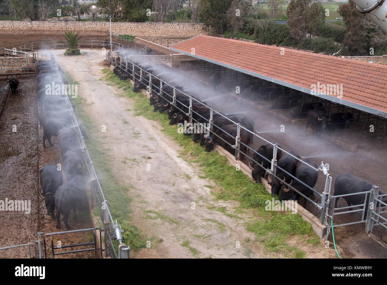 Italian animal farm hi-res stock photography and images - Alamy