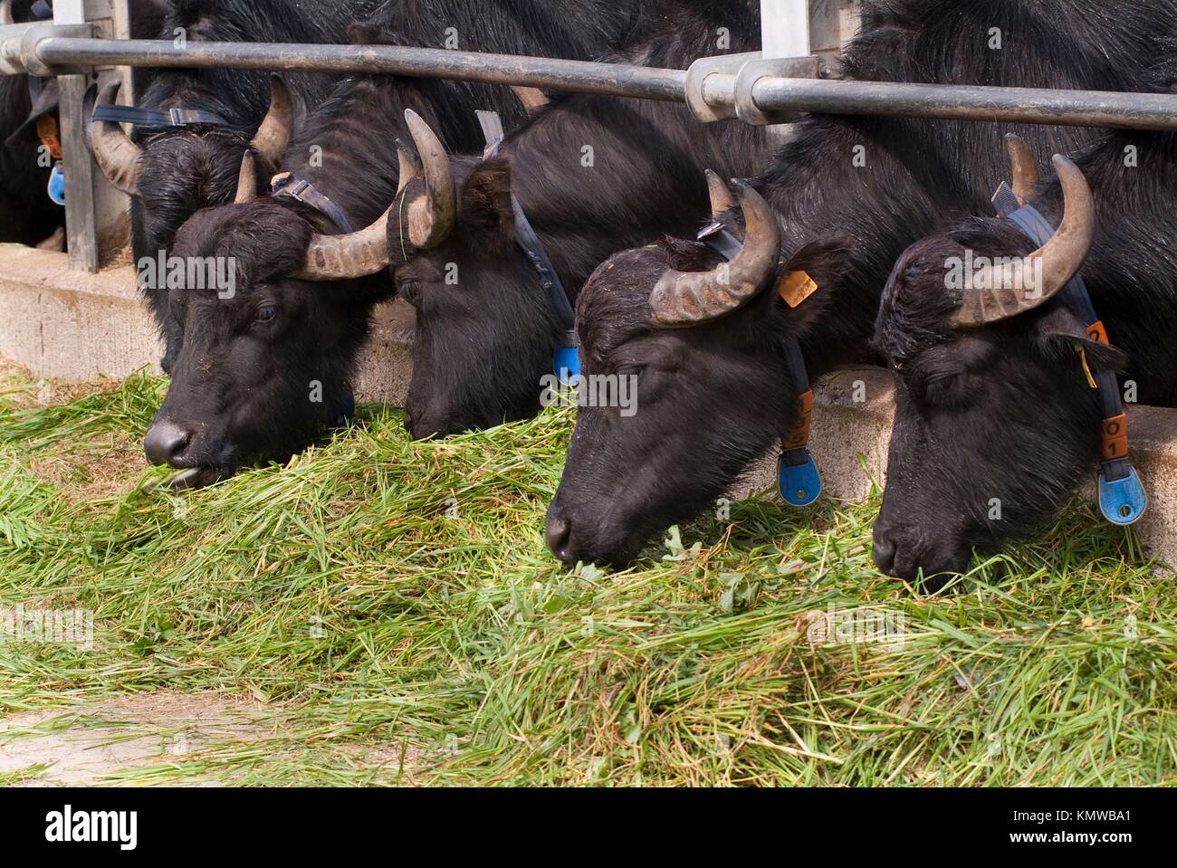 Italian animal farm hi-res stock photography and images - Alamy