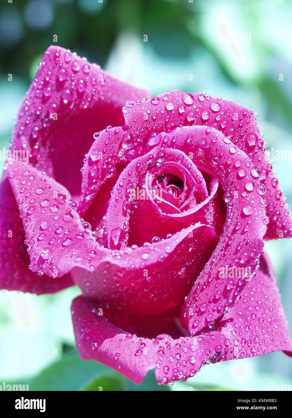 Droplets in rose Stock Photo - Alamy
