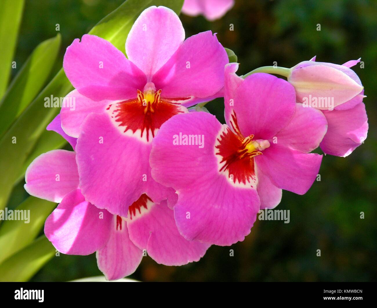 Orchid Miltonia hybr Stock Photo - Alamy