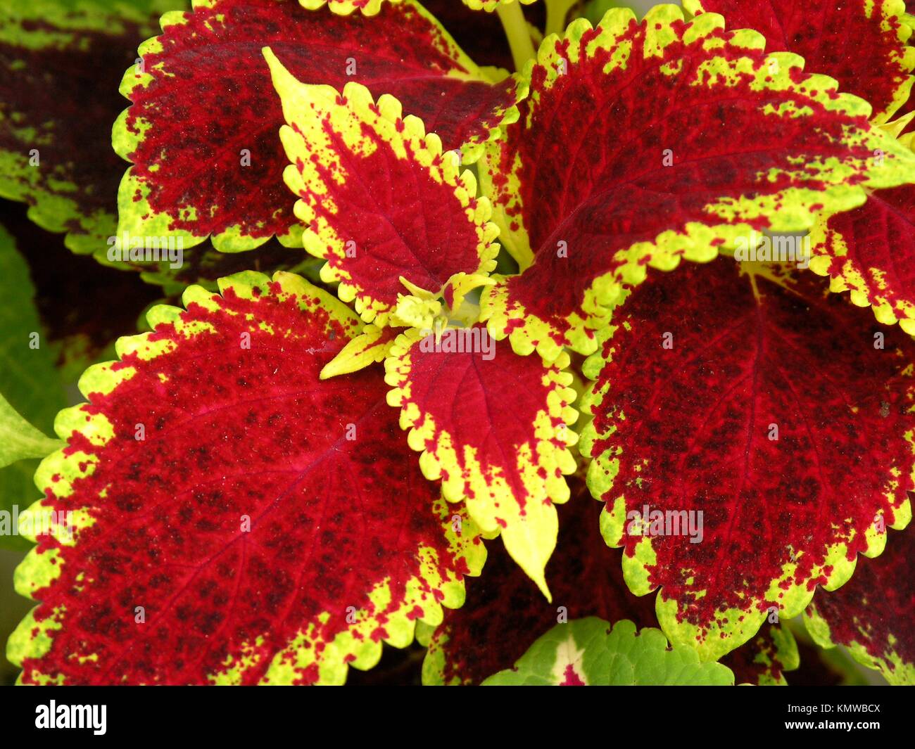 Coleus red plant hi-res stock photography and images - Alamy