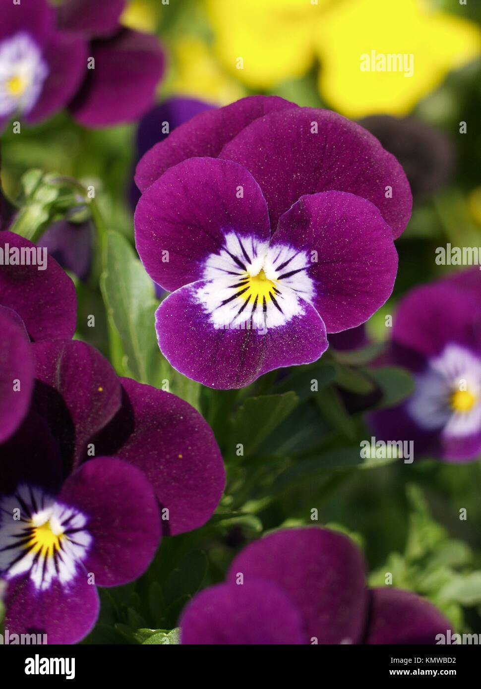Pansies Viola sp Stock Photo - Alamy