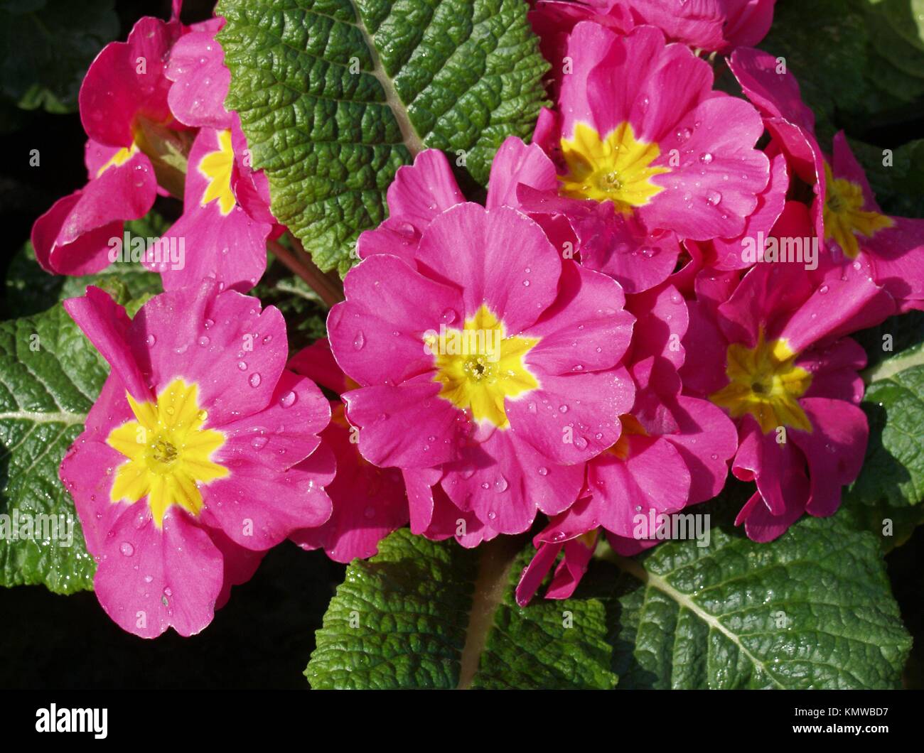 Hybrid Cowslip Primrose High Resolution Stock Photography and Images ...