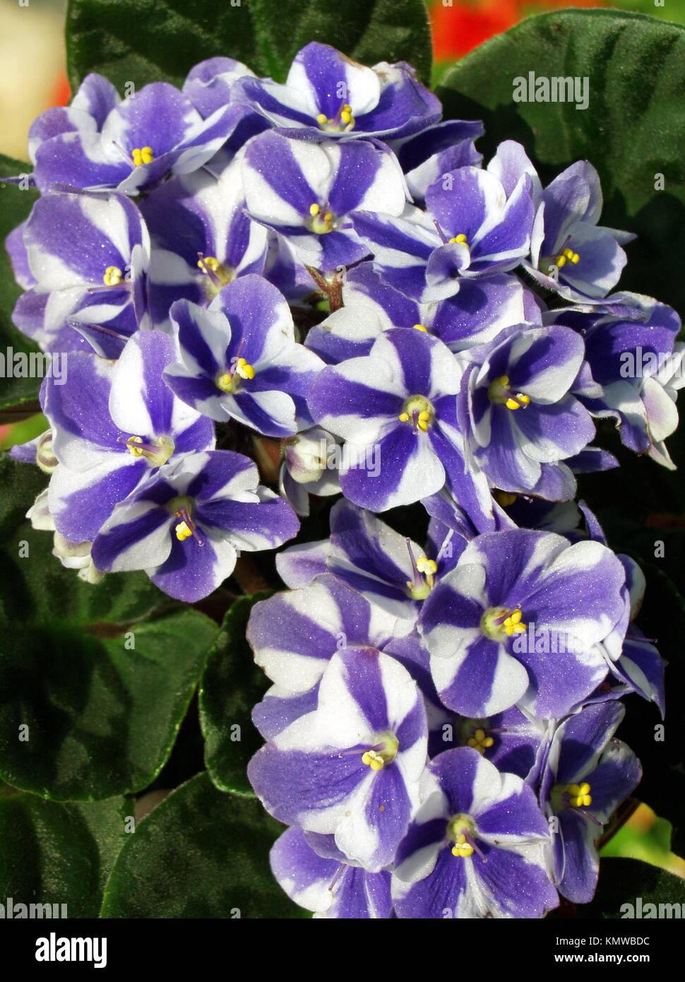 Saintpaulia hybrid hi-res stock photography and images - Alamy