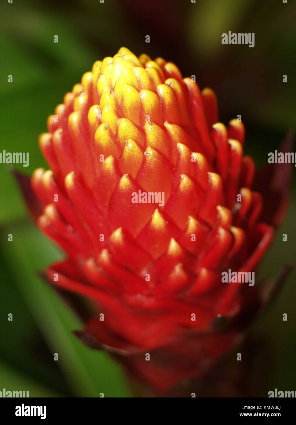 Bromelia sp hi-res stock photography and images - Alamy