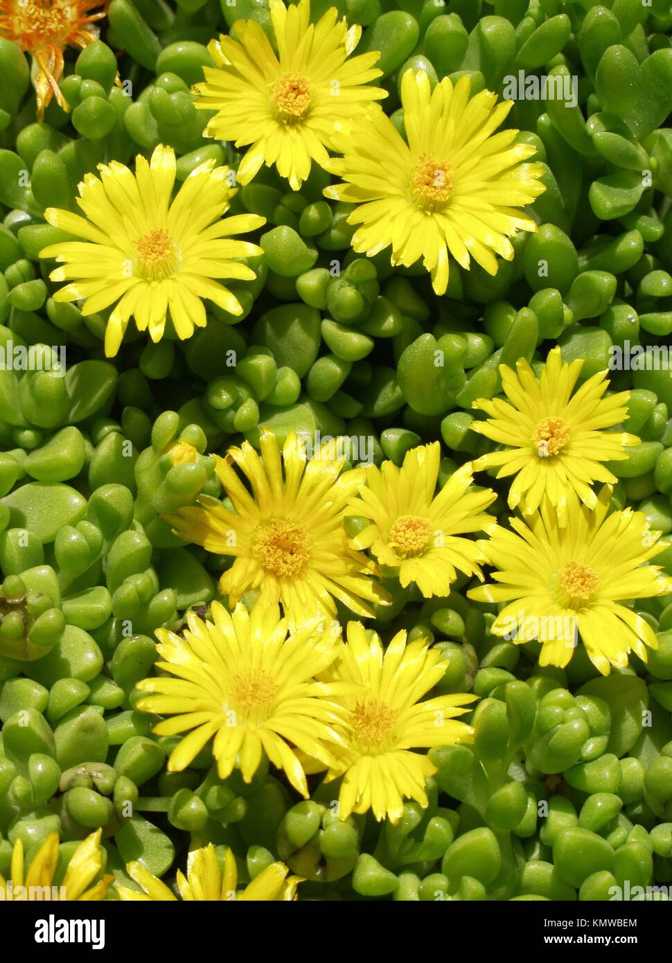 Delosperma delosperma sp hi-res stock photography and images - Alamy