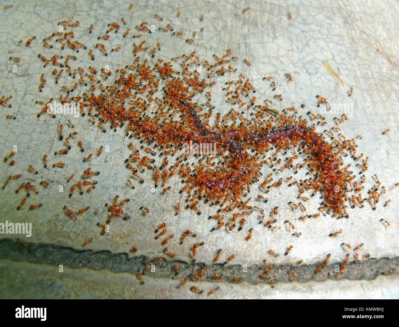 Reddish ants hi-res stock photography and images - Alamy