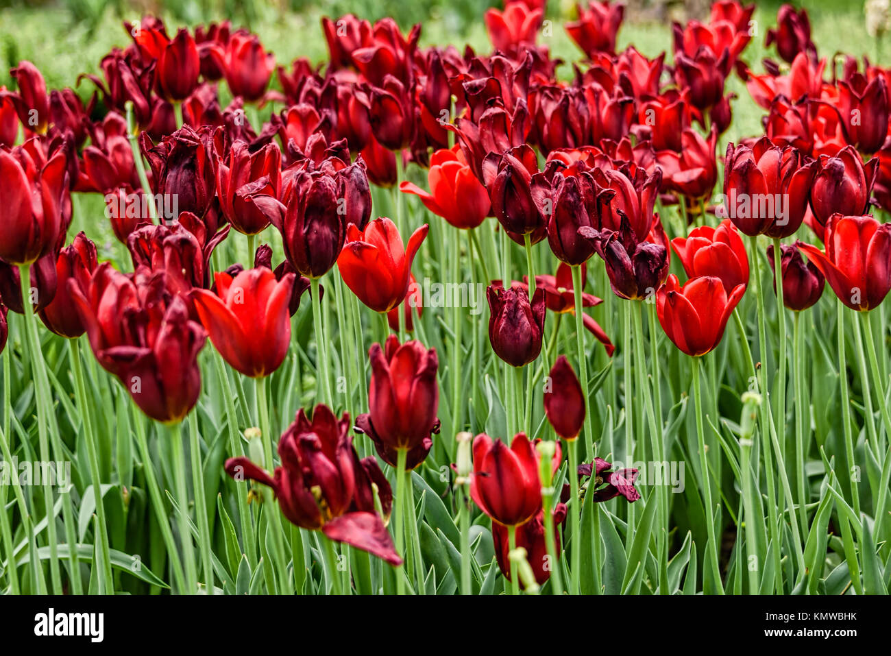 Greenery and tulip hi-res stock photography and images - Alamy