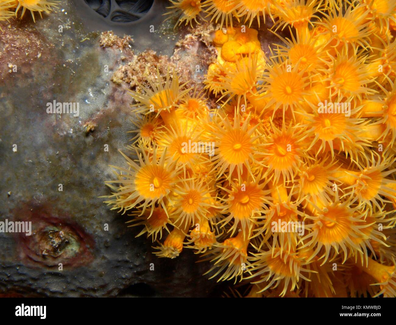Yellow Polyp High Resolution Stock Photography and Images - Alamy