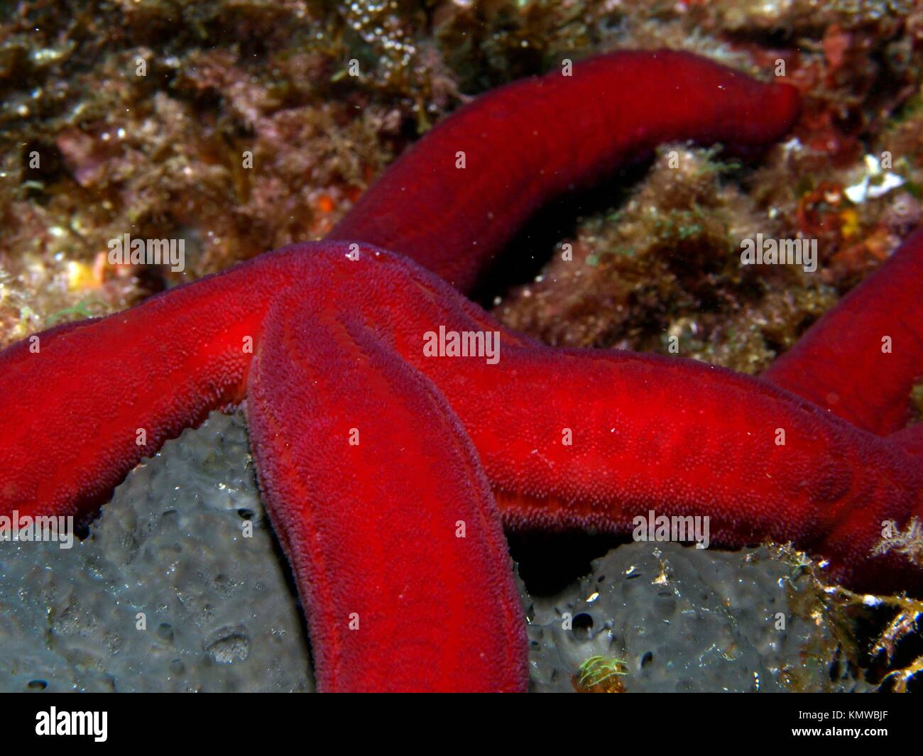 Starfish Feeding High Resolution Stock Photography and Images - Alamy