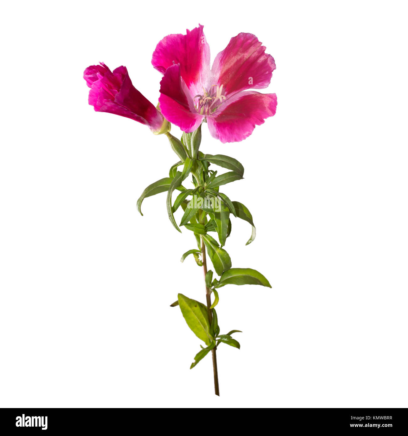 Godetia flower isolated. A branch of beautiful pink and purple spring ...