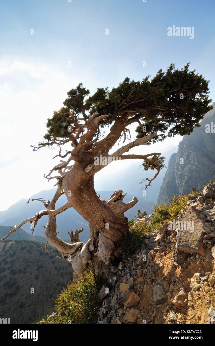 Cypress tree cliff hi-res stock photography and images - Alamy