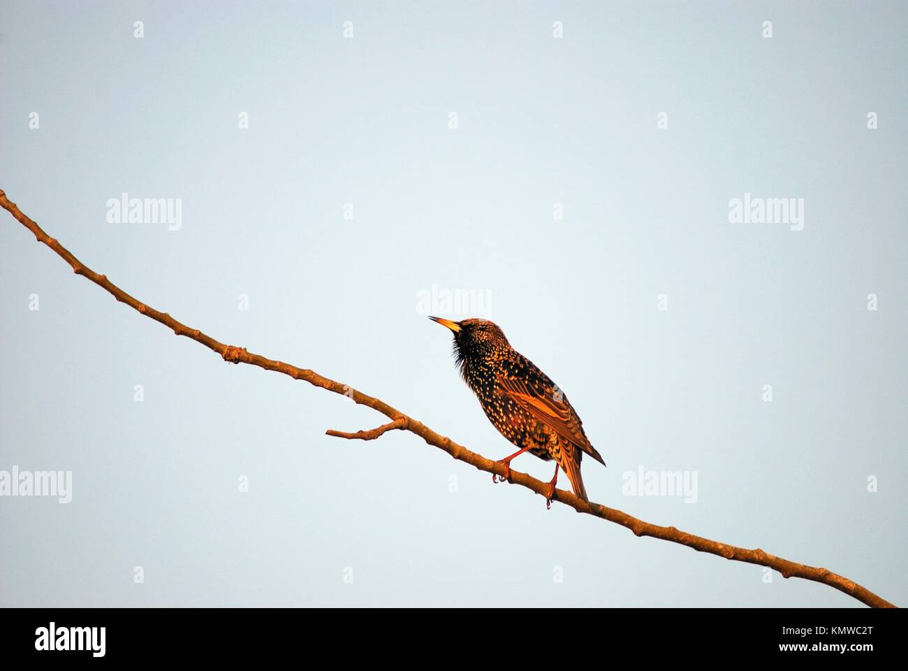 Vulgaris natural hi-res stock photography and images - Alamy