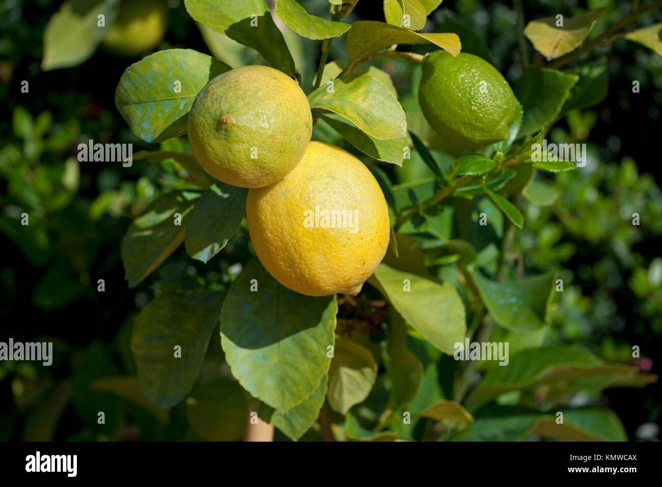 Lemon tree hi-res stock photography and images - Alamy
