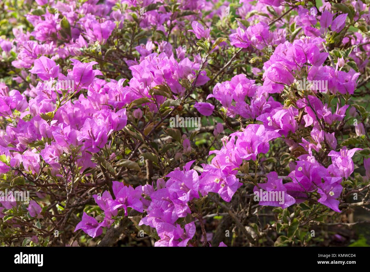 Purple bougainvillea flower hi-res stock photography and images - Alamy