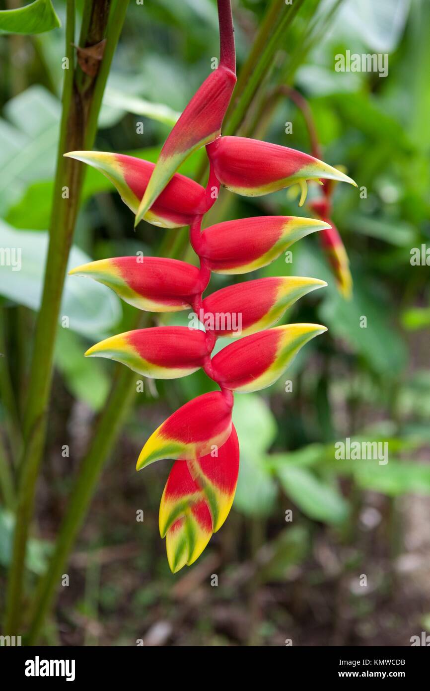 Heliconia Rostrata close up Stock Photo - Alamy