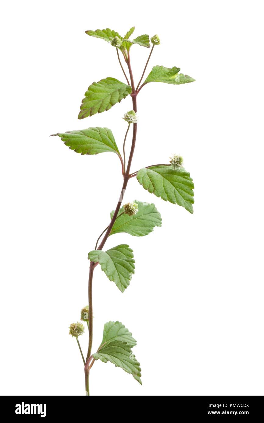 Aztec Medicine High Resolution Stock Photography and Images - Alamy