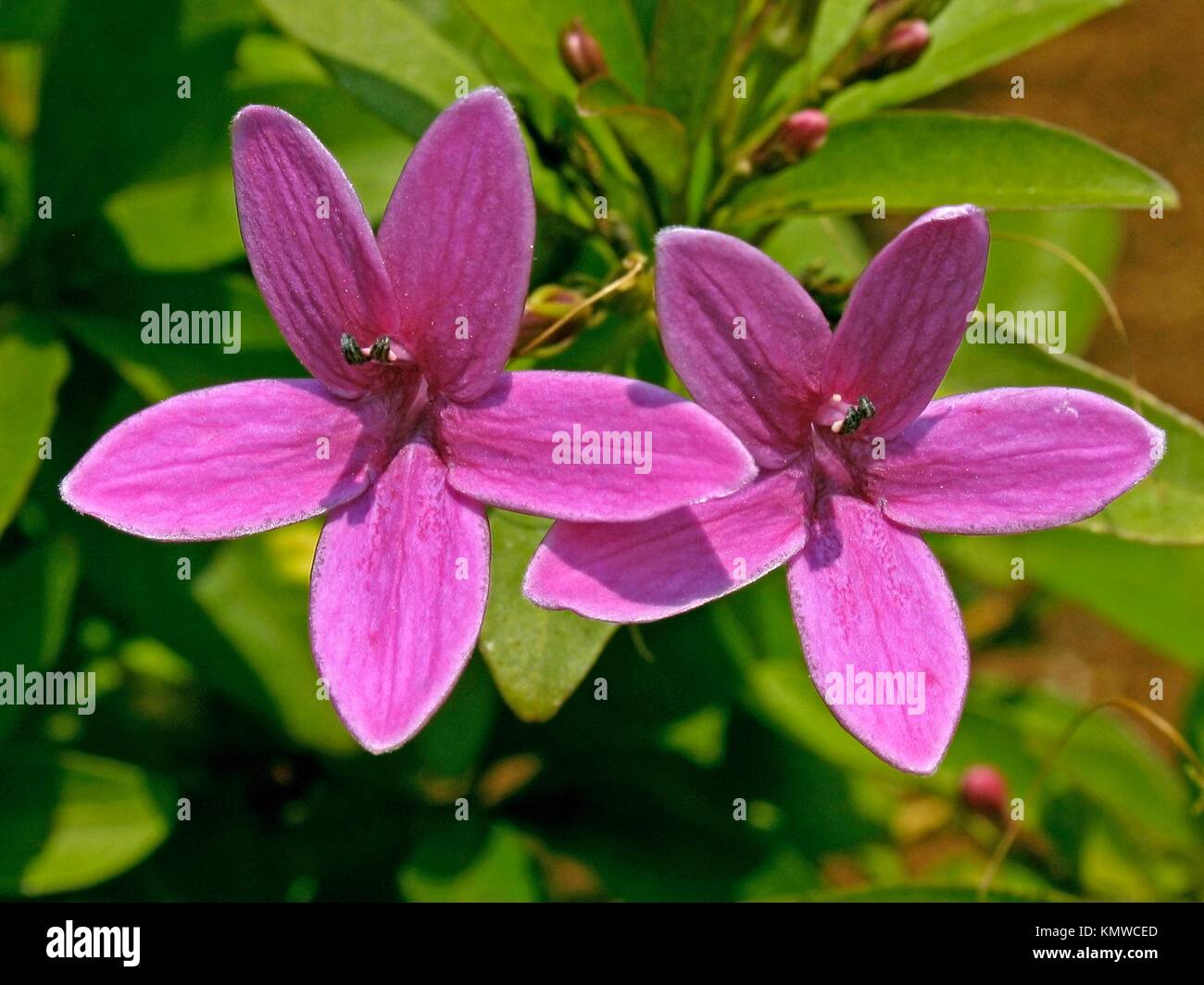 Flush Of Pink High Resolution Stock Photography and Images - Alamy