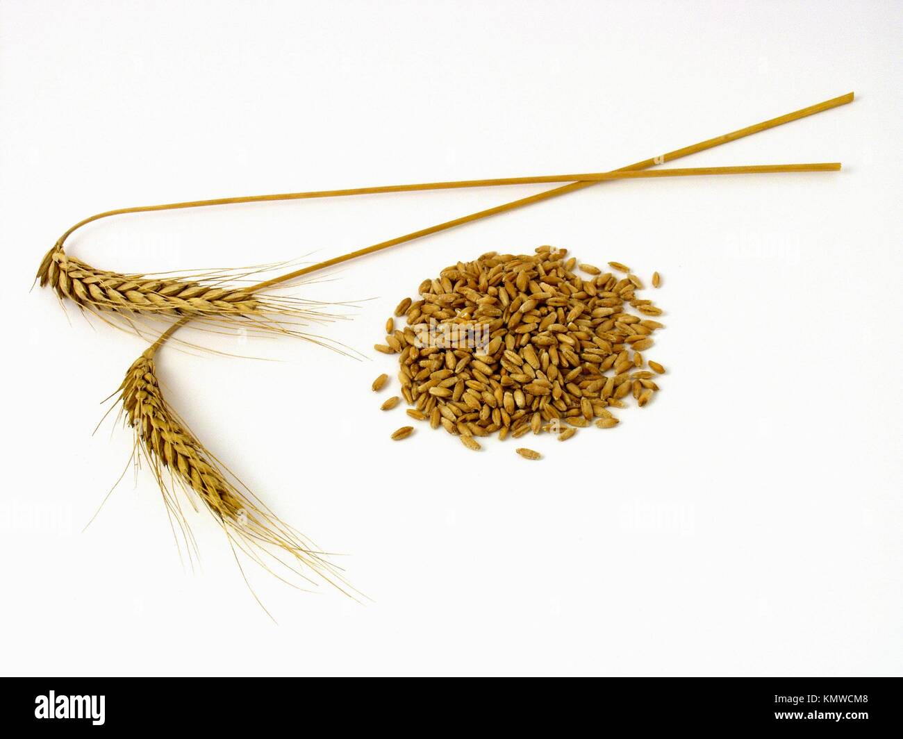 Triticale Wheat and rye hybrid Stock Photo - Alamy