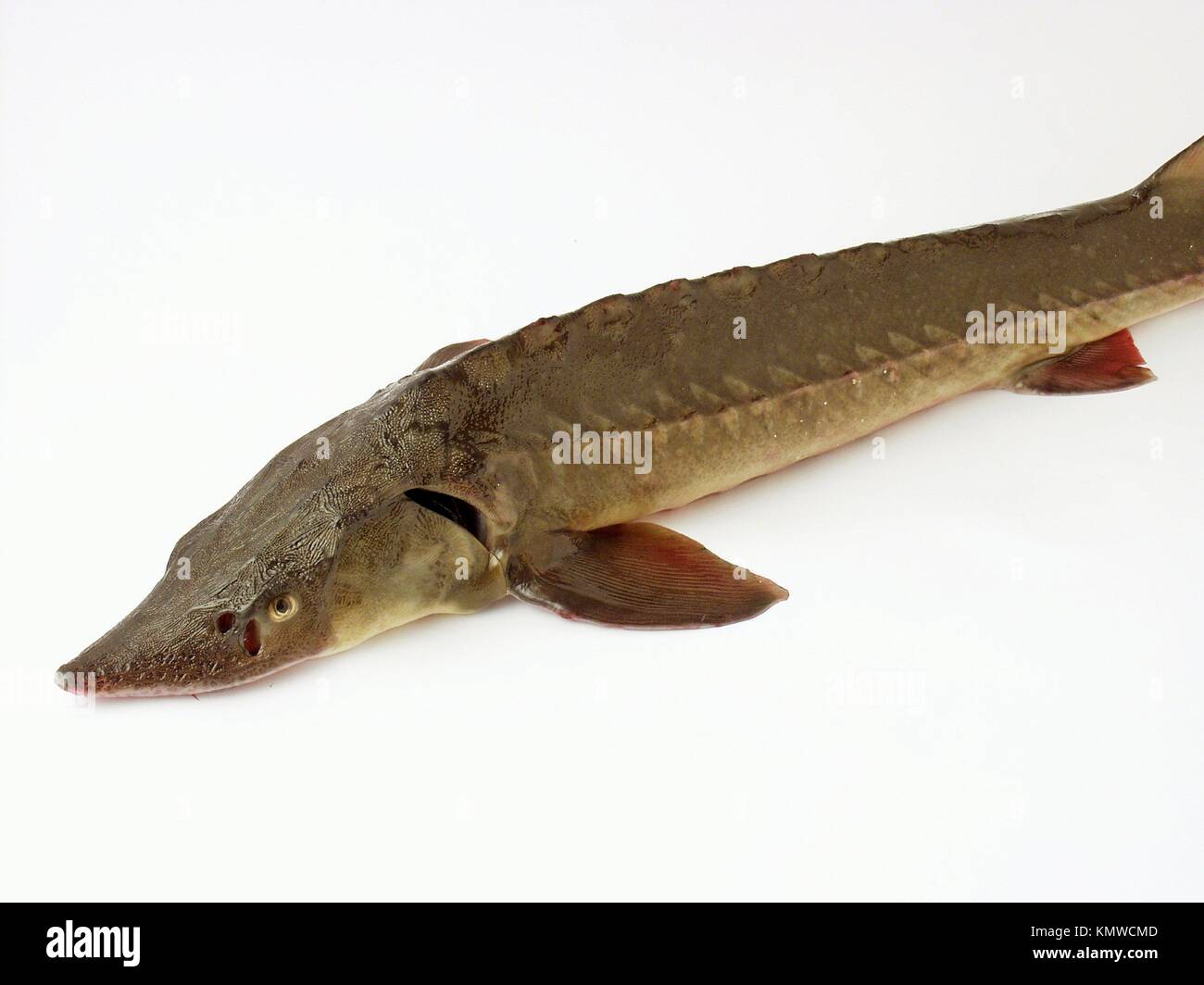Sturgeon detail hi-res stock photography and images - Alamy