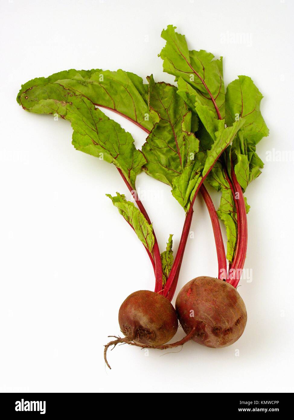 Root tubercle hi-res stock photography and images - Alamy