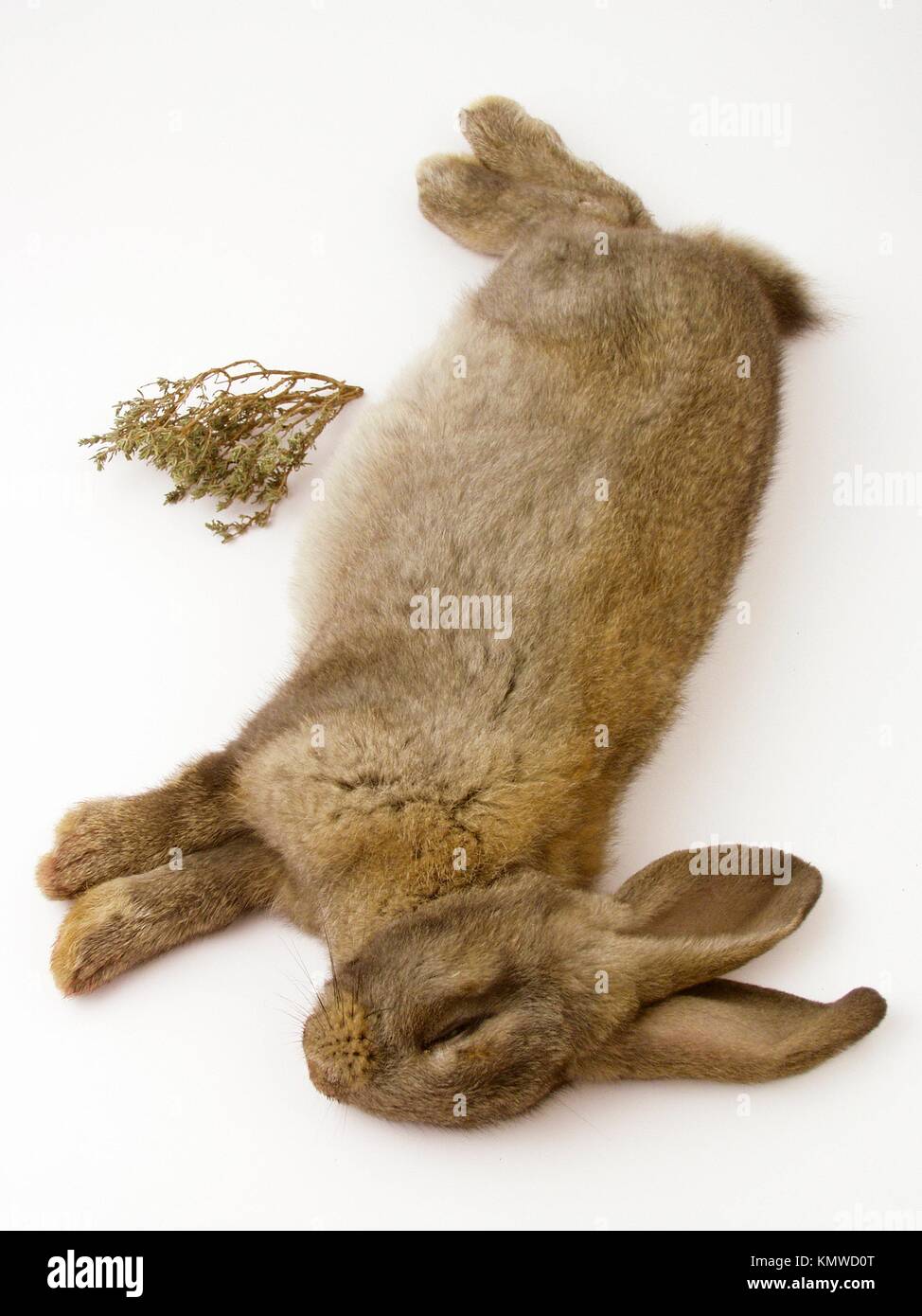 Death rabbit hi-res stock photography and images - Alamy