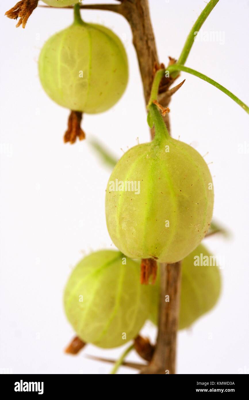 Gooseberry thorn hi-res stock photography and images - Alamy
