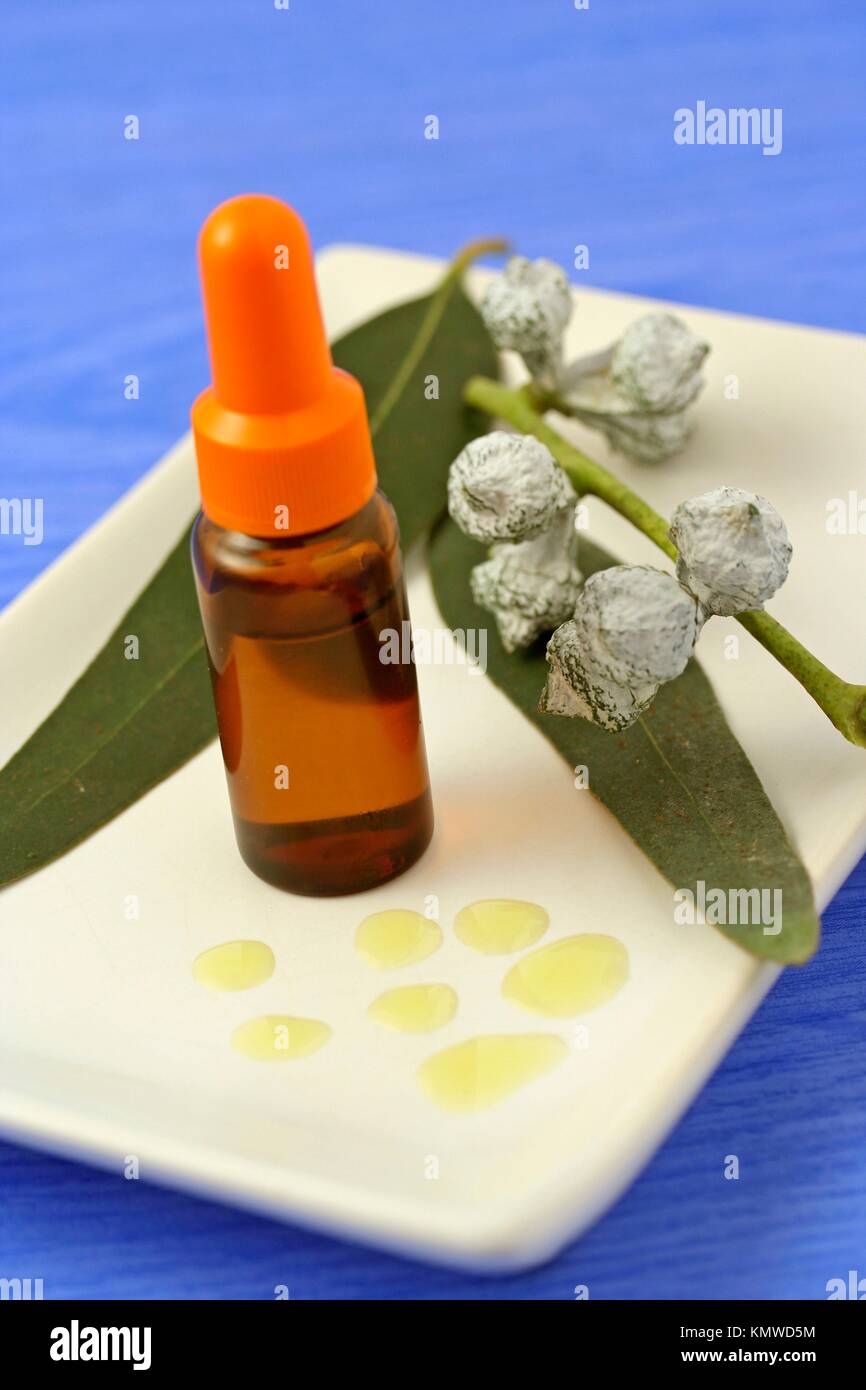 Tasmanian yellow gum hi-res stock photography and images - Alamy