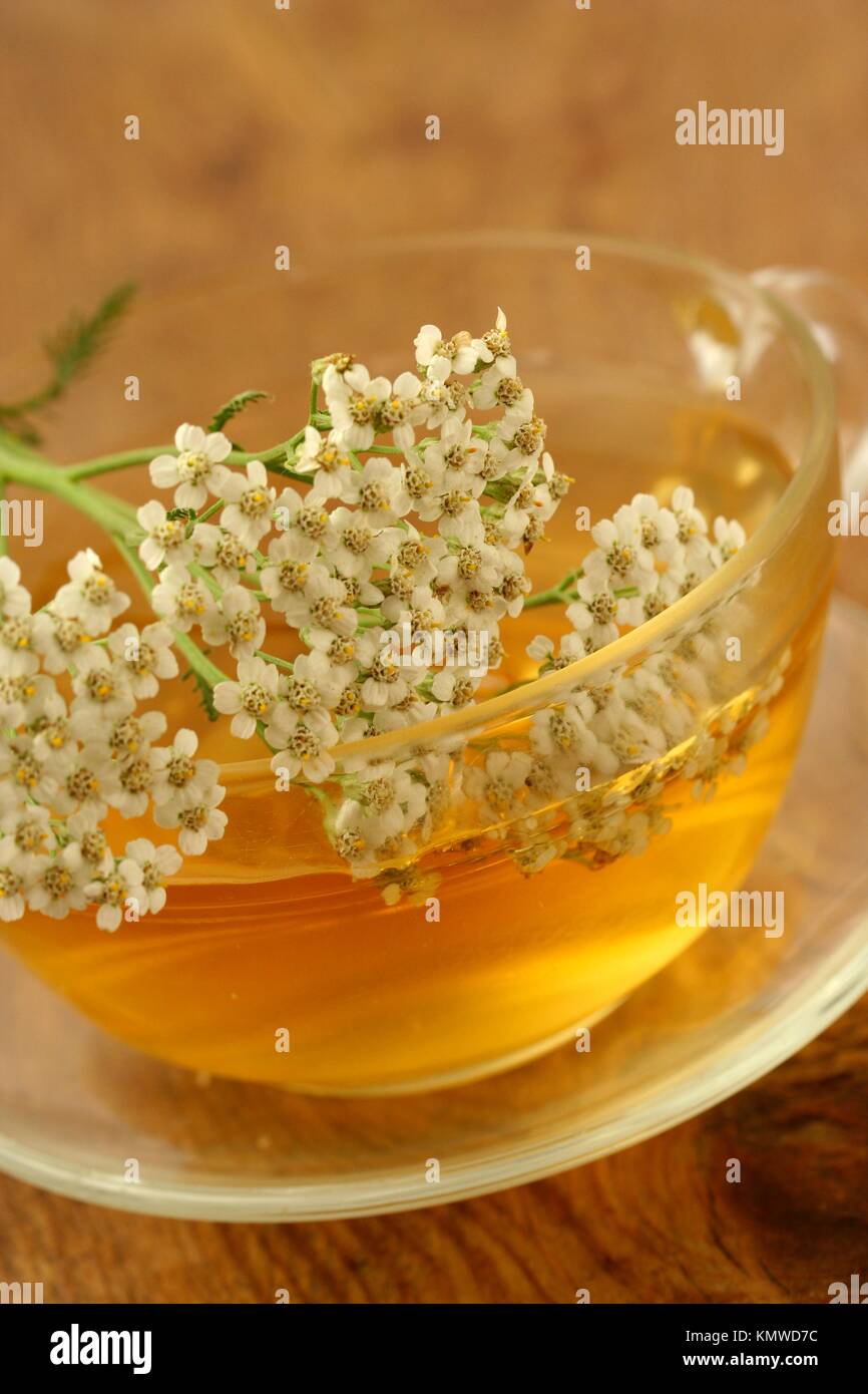 Yarrow infusion Achillea millefolium Stock Photo - Alamy