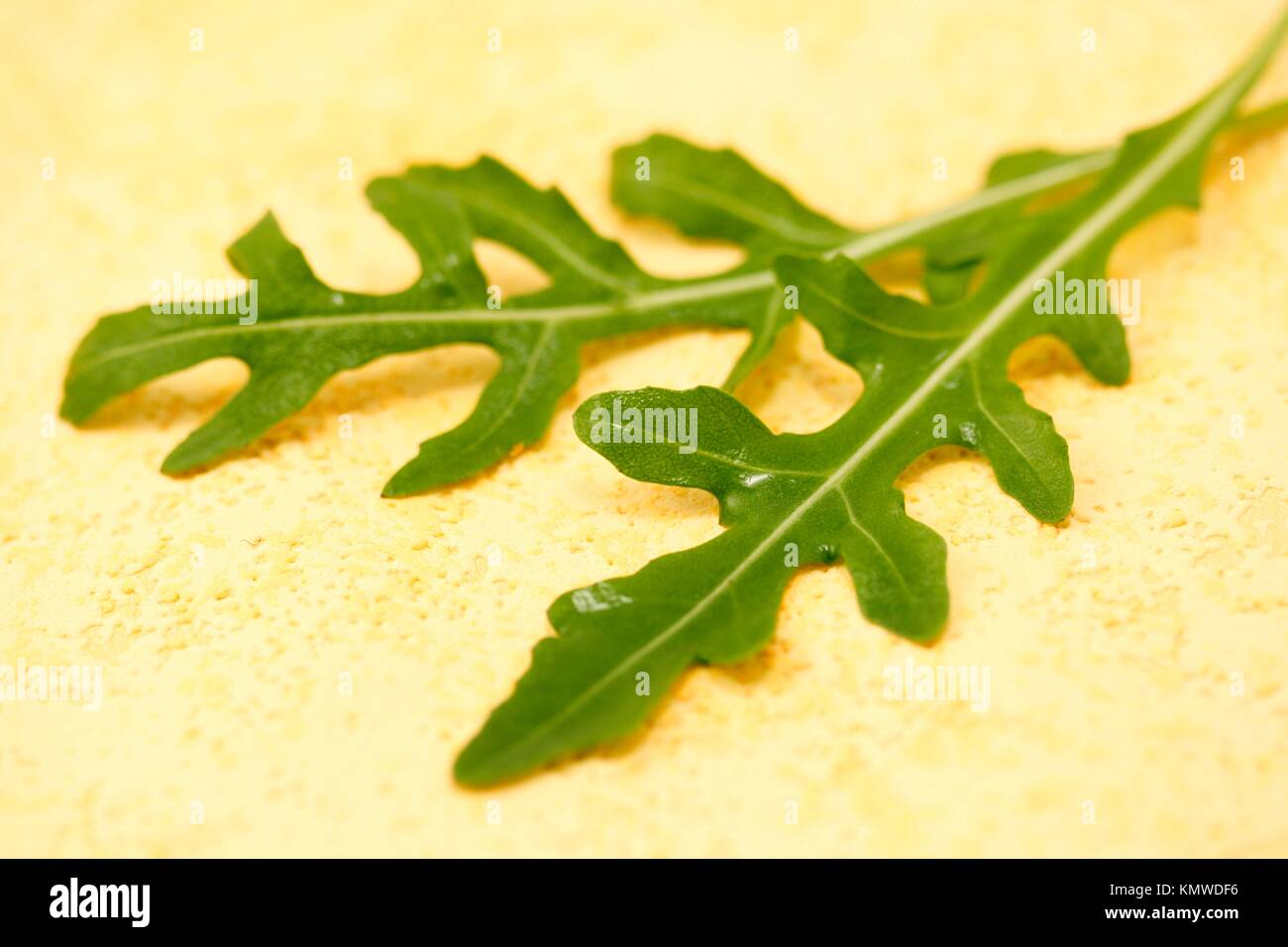 Rocket leaf hi-res stock photography and images - Alamy