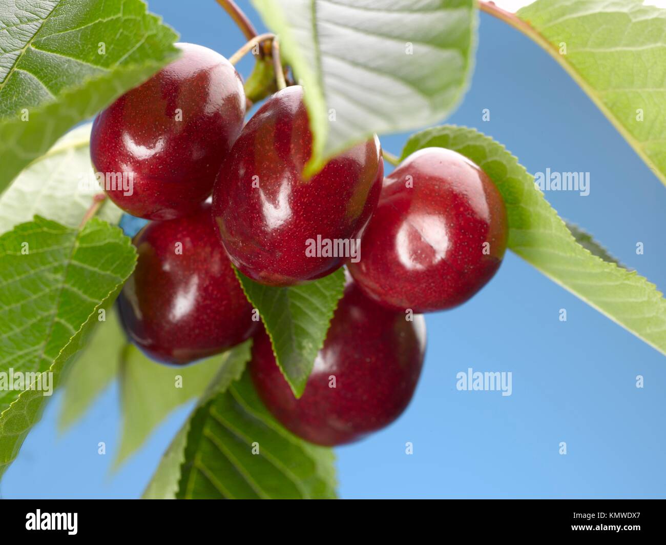 Five leaf cluster hi-res stock photography and images - Alamy