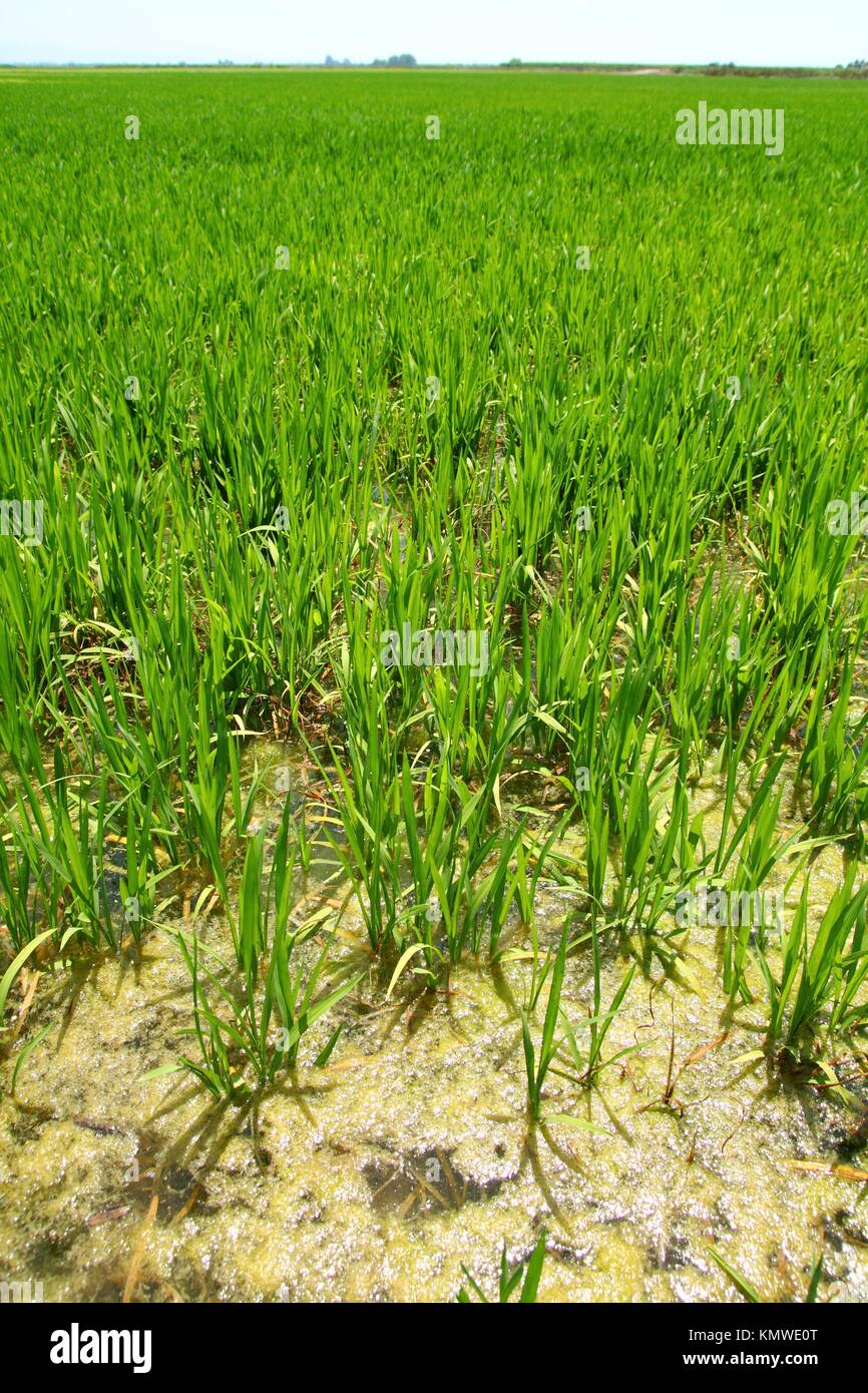 Agriculture rice cereal field perspective in spain Valencia Stock Photo ...
