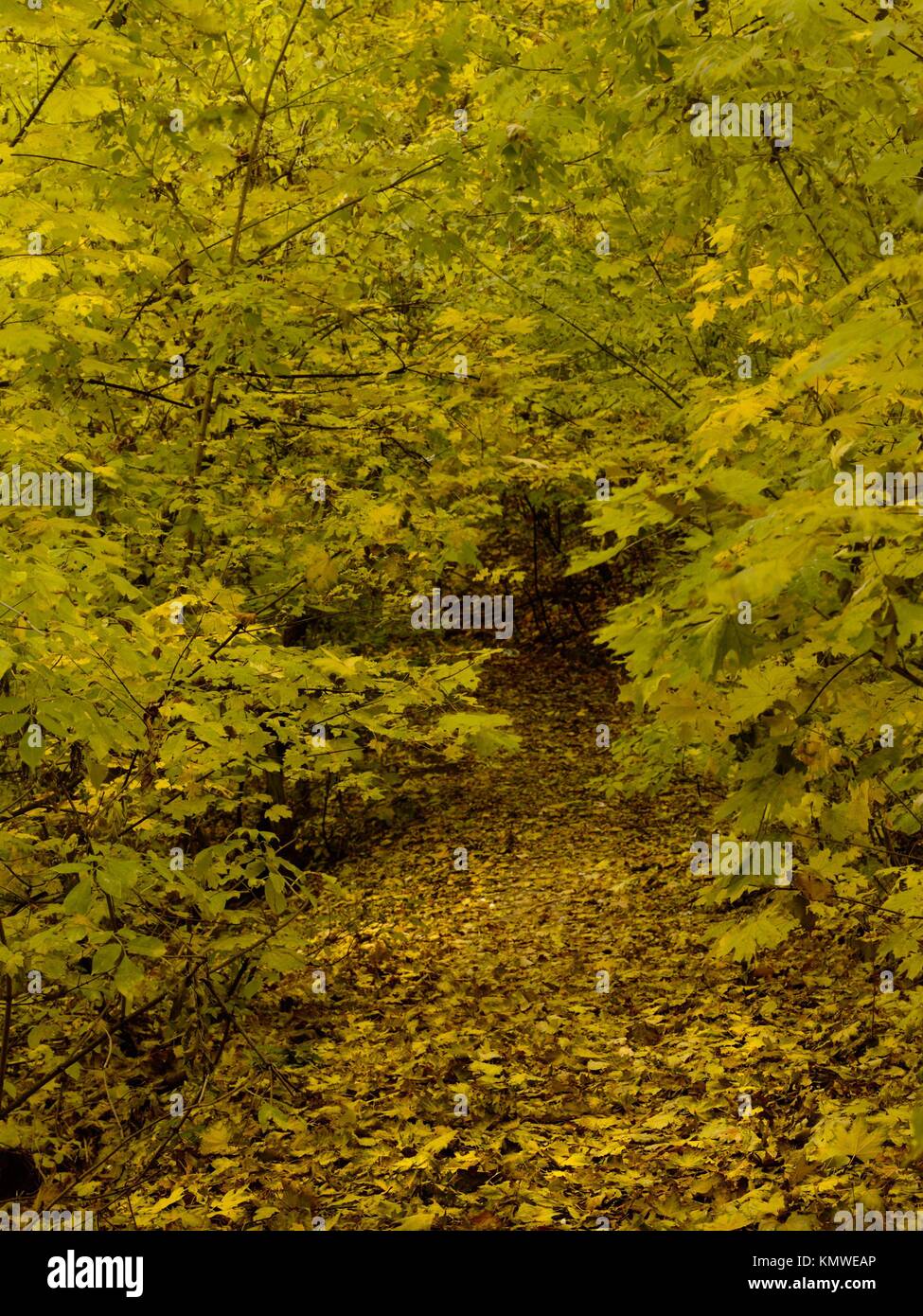 Autumn in tye city park Outdoor scene Stock Photo - Alamy