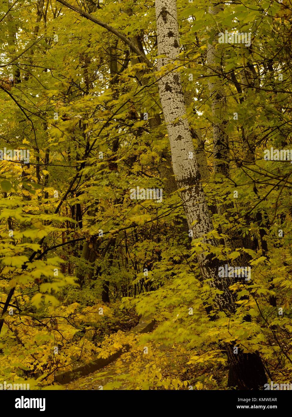 The scene at beech park avenue hi-res stock photography and images - Alamy