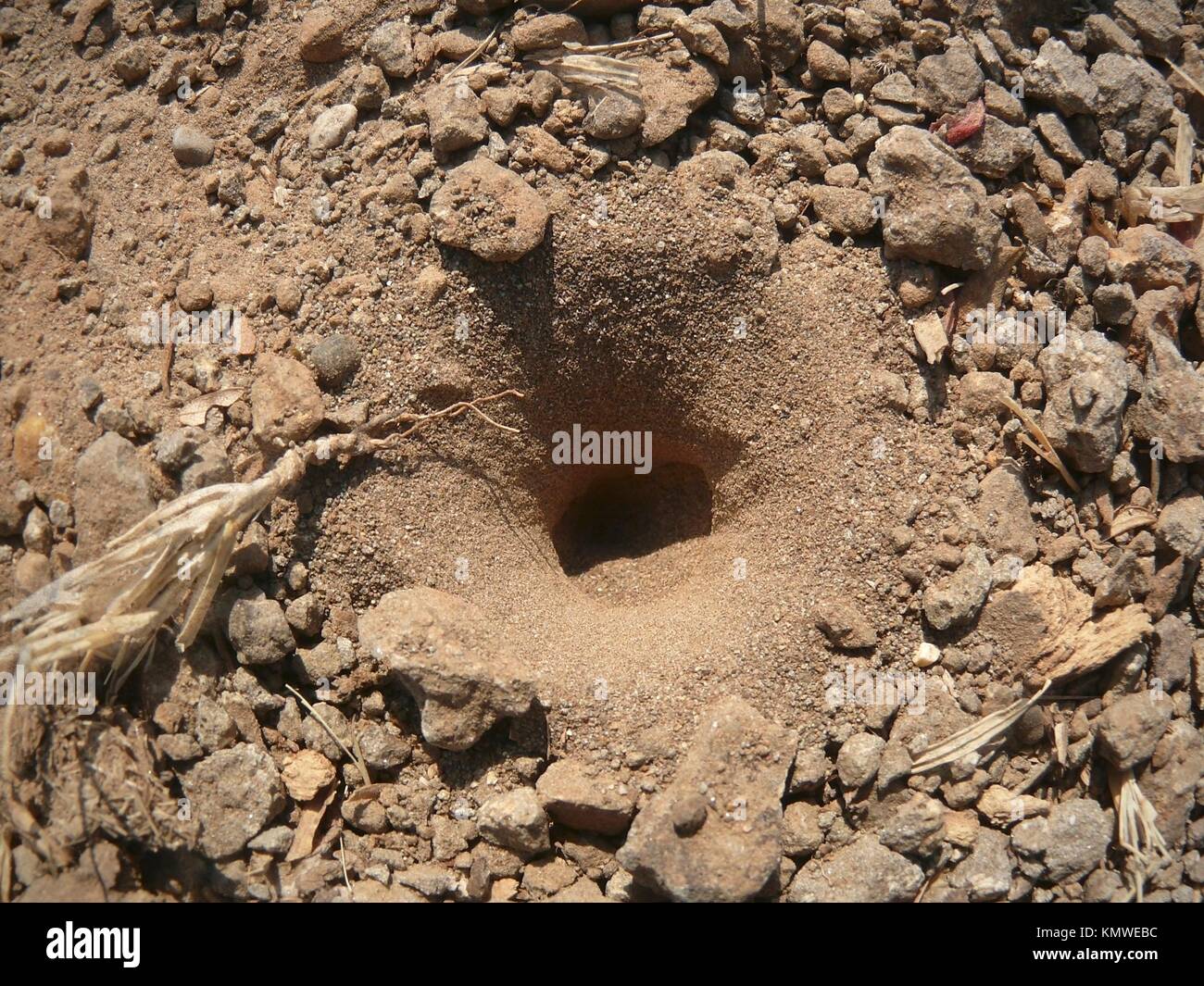 Doodlebug High Resolution Stock Photography and Images - Alamy